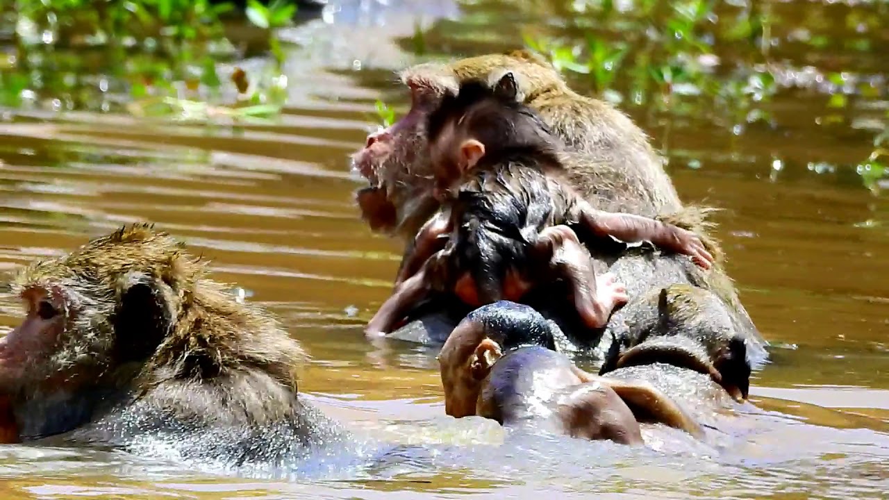 Million Dangerous! Brutus JR Nearly drown into water cos jill,Baby try ...