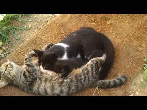 Fedakar Anne Pırtık