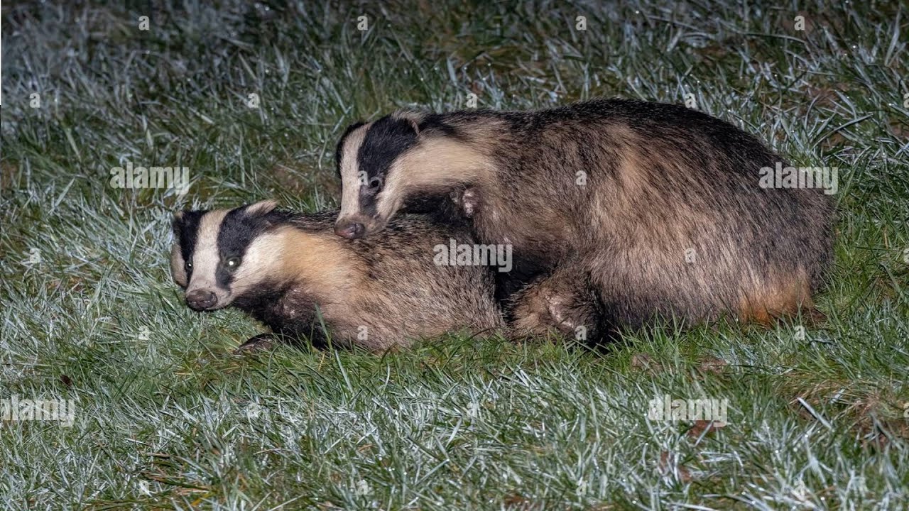 Unlocking the Mysteries of Honey Badgers: Strange Mating Rituals and ...