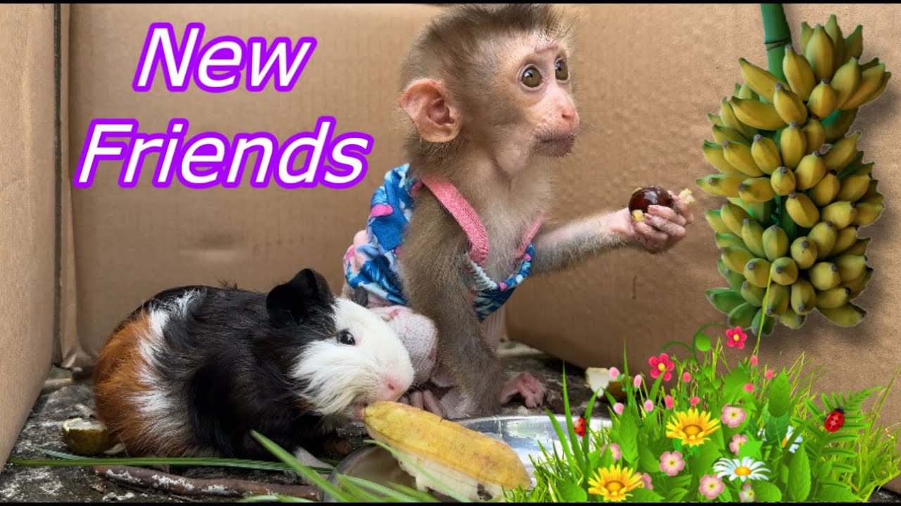 Monkeys and mice eat together adorablely - YouTube
