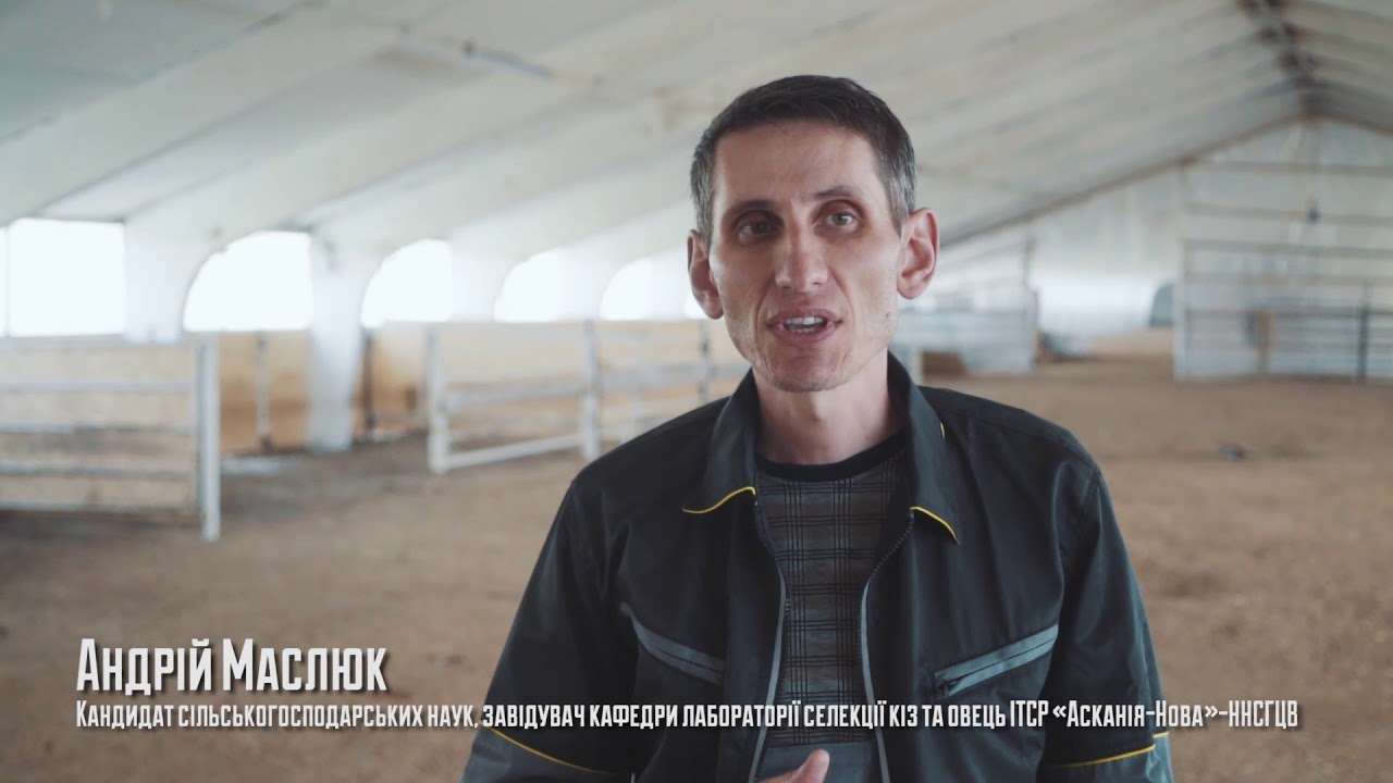 Dorper sheep farm | Ukraine | Sale - YouTube