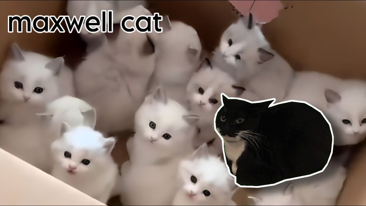 Maxwell cat! Cats and Dogs TV - The BEST VIDEO FOR YOUR PET😍 - YouTube