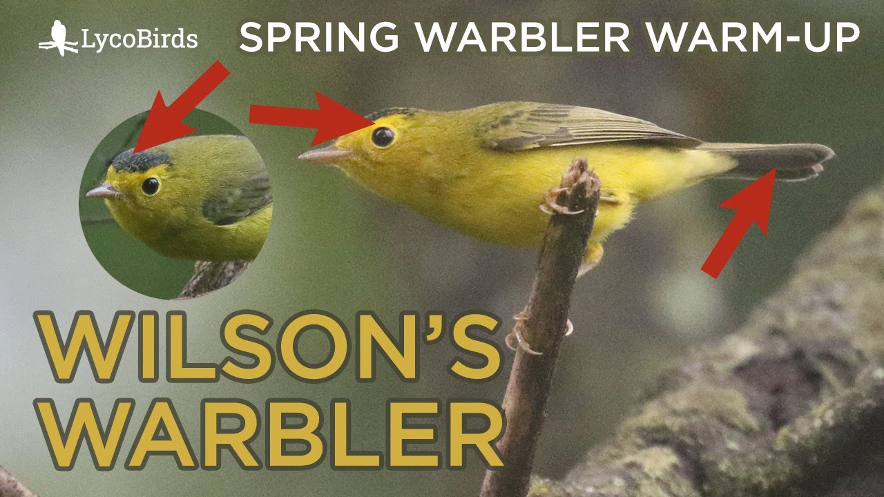 Wilson's Warbler Identification | Spring Warbler Warm-up - YouTube