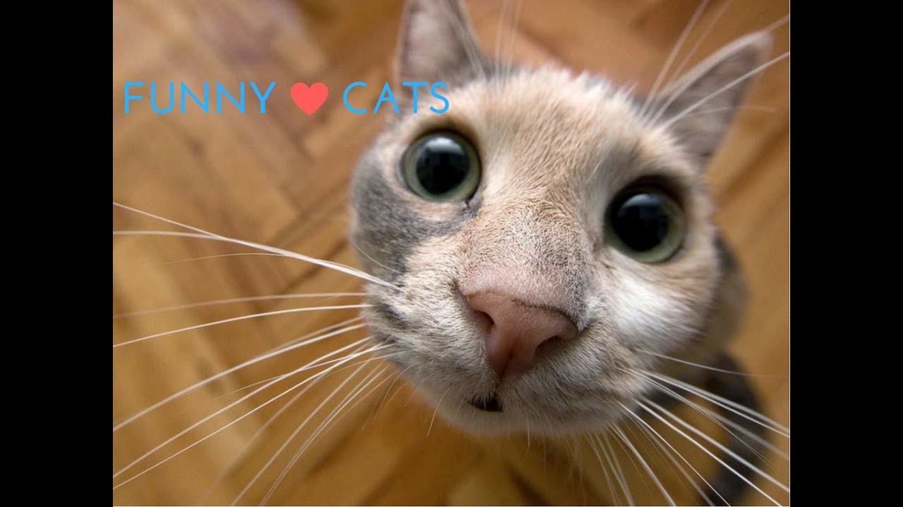 😂 Best Funny Cats Compilation 2017 I CATS ARE SO FUNNY 😂 - YouTube