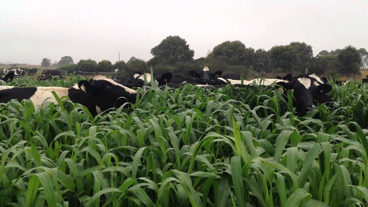 Grazing Betta Graze Sorghum at Caldermeade Farm - YouTube