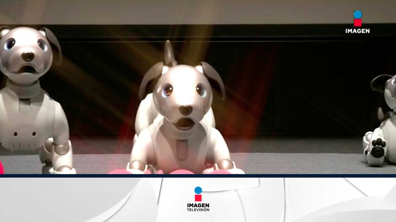 Nuevo perrito robot conquista el corazón del mundo | Noticias con ...