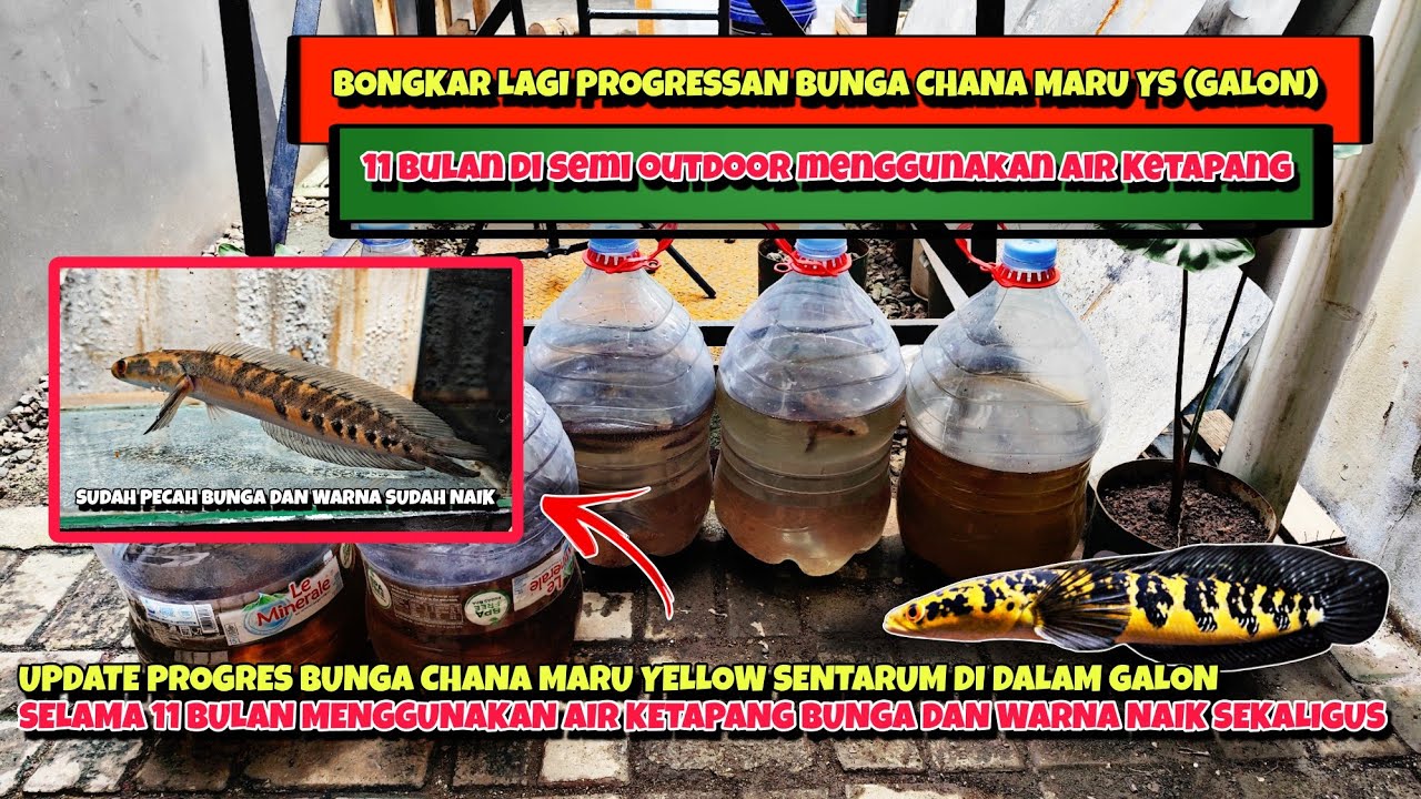 BONGKAR LAGI PROGRESSAN BUNGA CHANA MARU YS (GALON)‼️SELAMA 11 BULAN ...