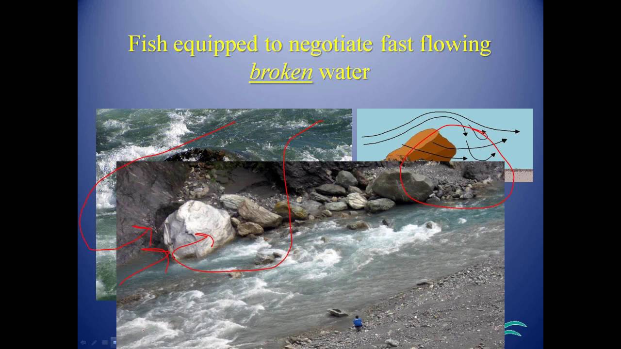 Fish passage & stream restoration techniques, Todd Dupuis (ASF) - YouTube