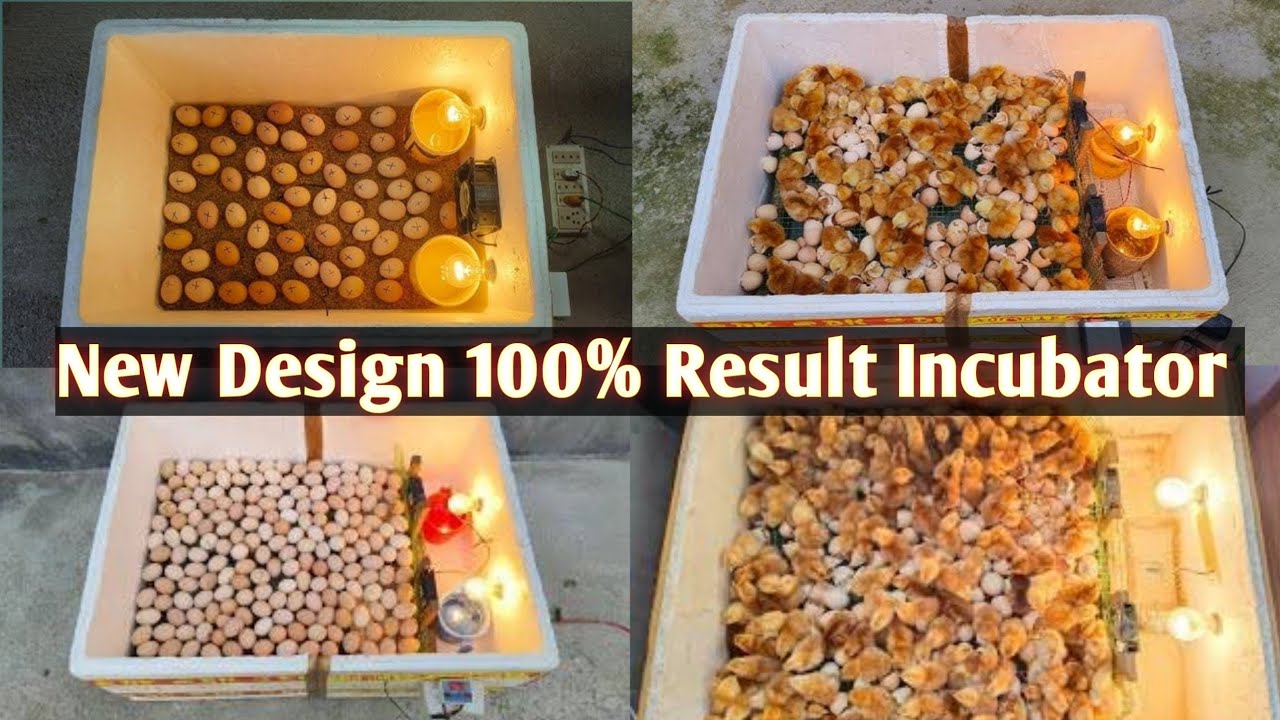 How to make a home Incubator simple and easy | Home Incubator for ...
