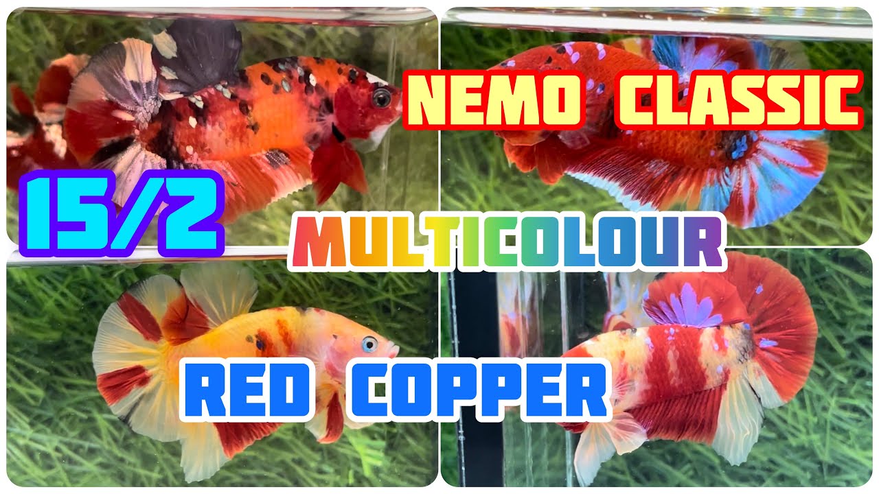 Đợt cá Betta 15/2🍀🌈 Nemo Classic + Multicolour + Nemo Copper + Red ...