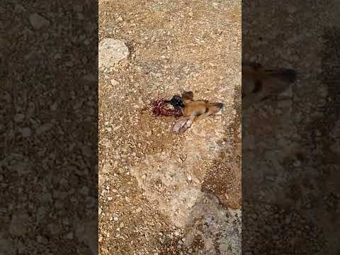 ΕΠΙΘΕΣΗ ΛΥΚΩΝ ΣΕ ΚΥΝΗΓΟΣΚΥΛΟ ΣΤΗ ΜΑΝΔΡΑ ΑΤΤΙΚΗΣ - YouTube