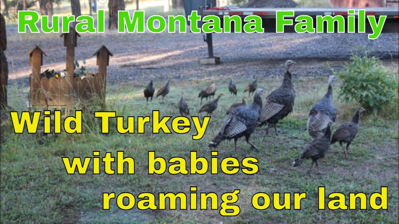 Wild Baby Turkeys. A flock of wild turkeys with their babies are ...