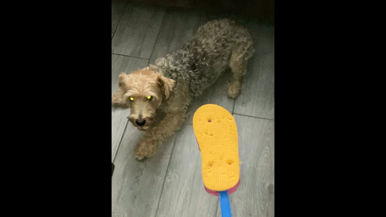 DOG HATES CHANCLA & protects his BONE - YouTube