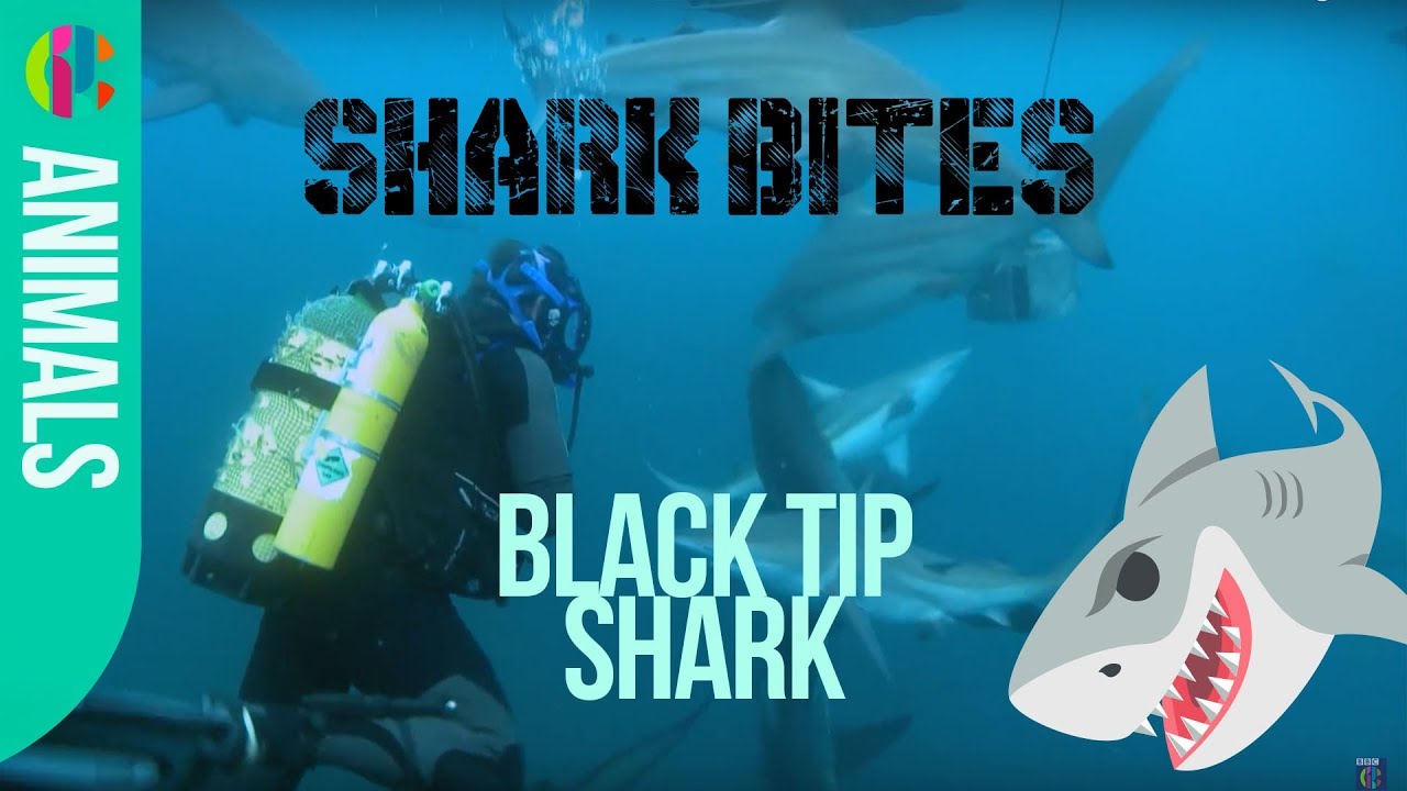 Black Tip Shark Bite