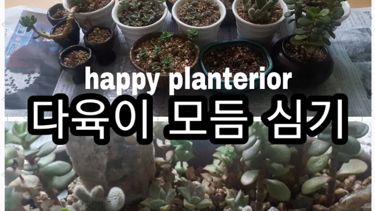 토분이야기 다육이들 한화분에 모아 모듬으로 심기 다육식물선인장다육이 분갈이공기정화식물 Youtube