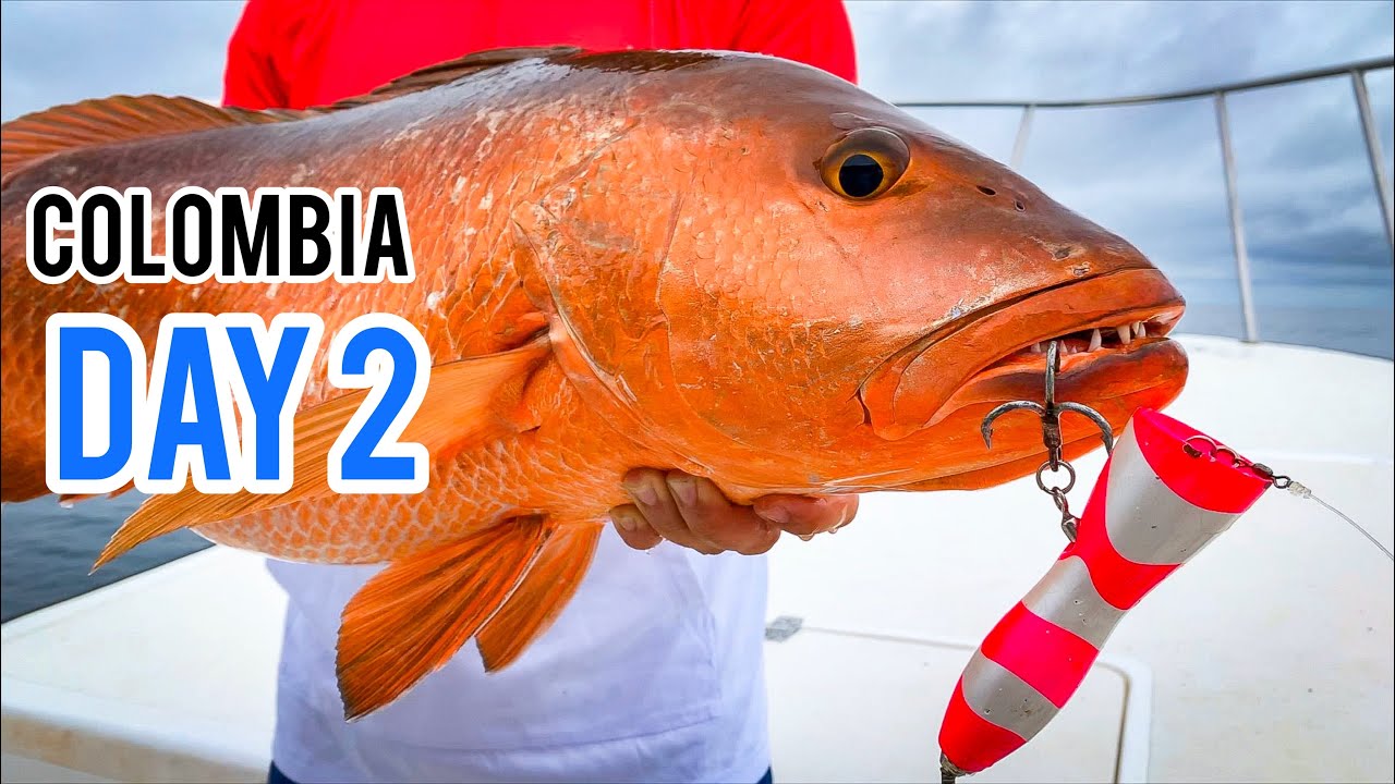 Colombian CUBERA Snappers on top water (DAY 2) - YouTube