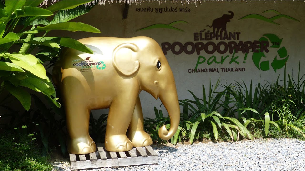RECYCLED ELEPHANT POO TO PAPER PRODUCTS SAVE TREES CHIANG MAI recycled-elephant-poo-to-paper-products-save-trees-chiang-mai