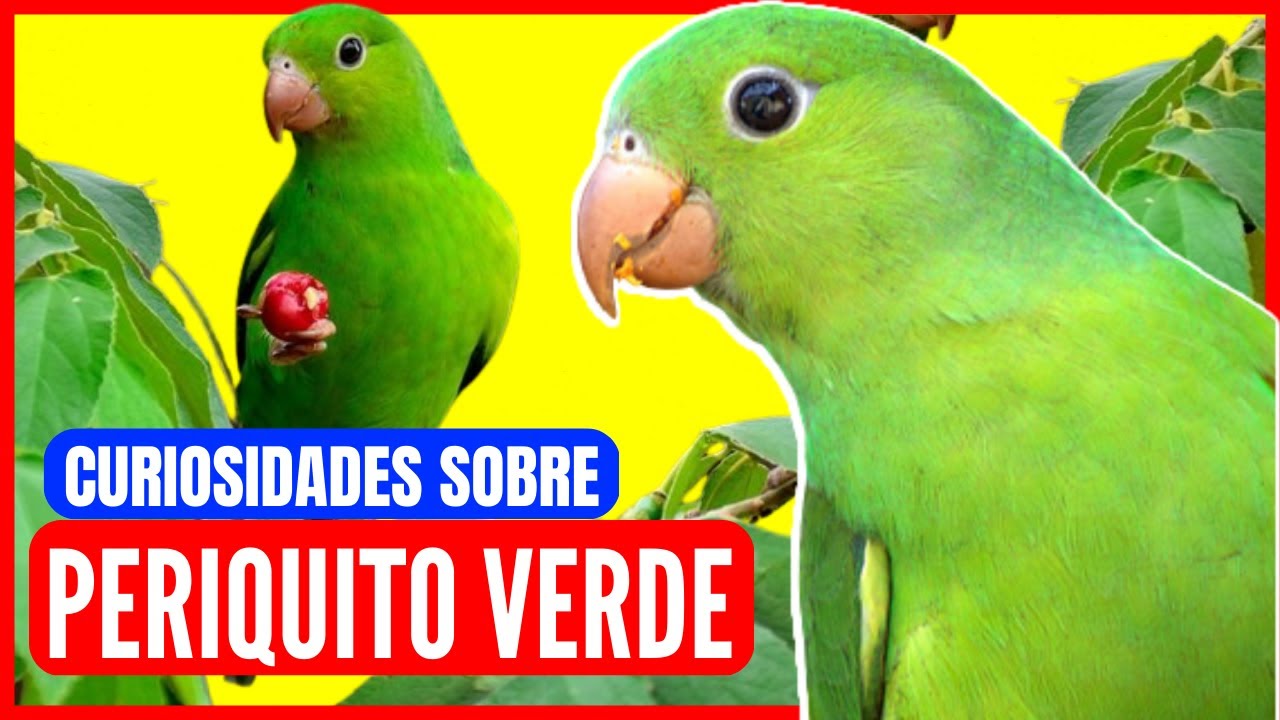 Periquito Verde: Tudo o que você precisa saber sobre suas ...