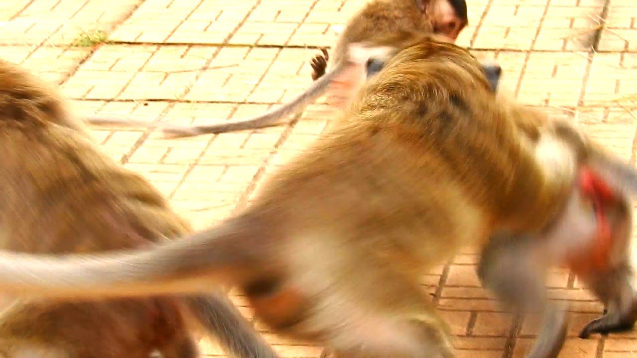 Martin run rapidly to Aunt help from beaten by big male monkey - YouTube