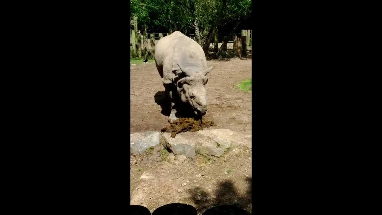 Rhino eating its own poo - YouTube