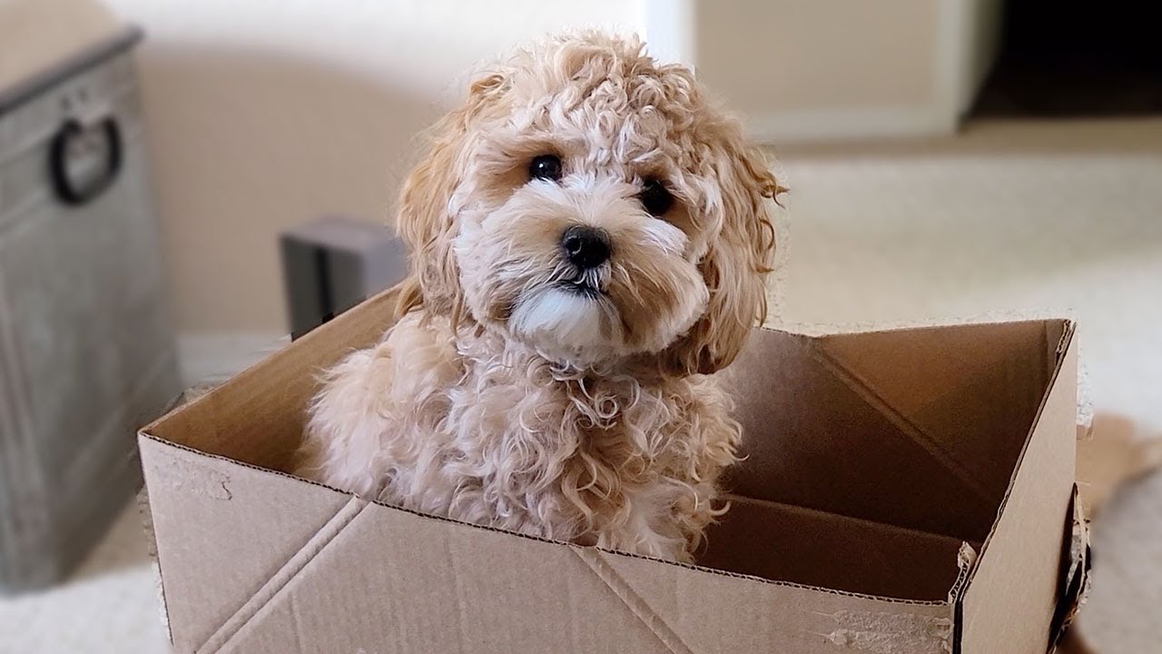 Puppy Having Another Busy Day - YouTube