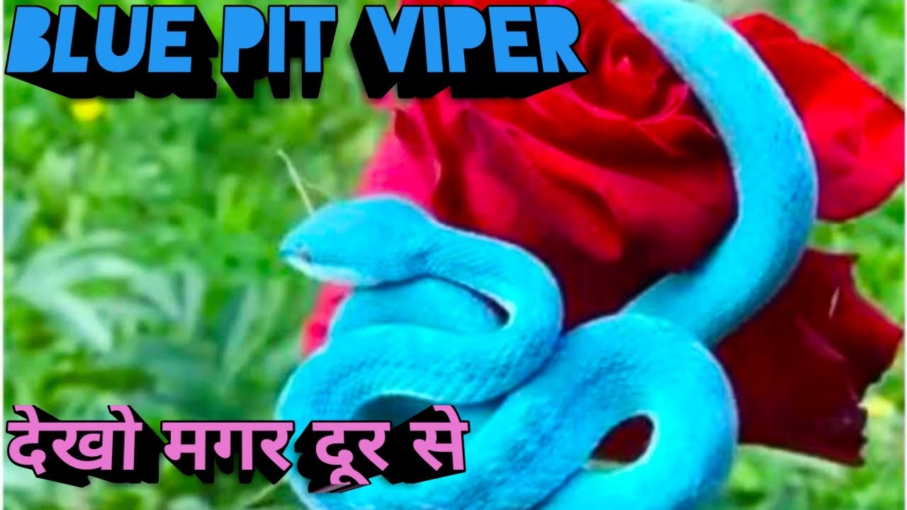 BLUE SNAKE | नीला साँप | Rare Blue Pit Viper Nestling On Red Rose ...