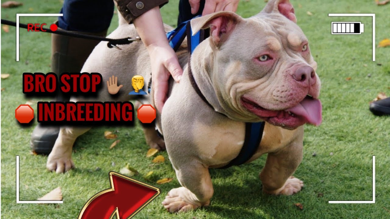 STOP 🛑 INBREEDING…..(MUST WATCH 🤦‍♂️) - YouTube