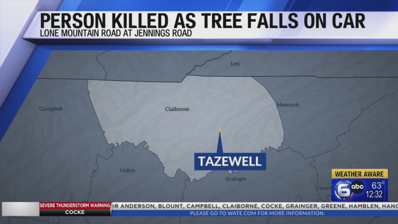 1 dead after tree falls on car in Tazewell - YouTube