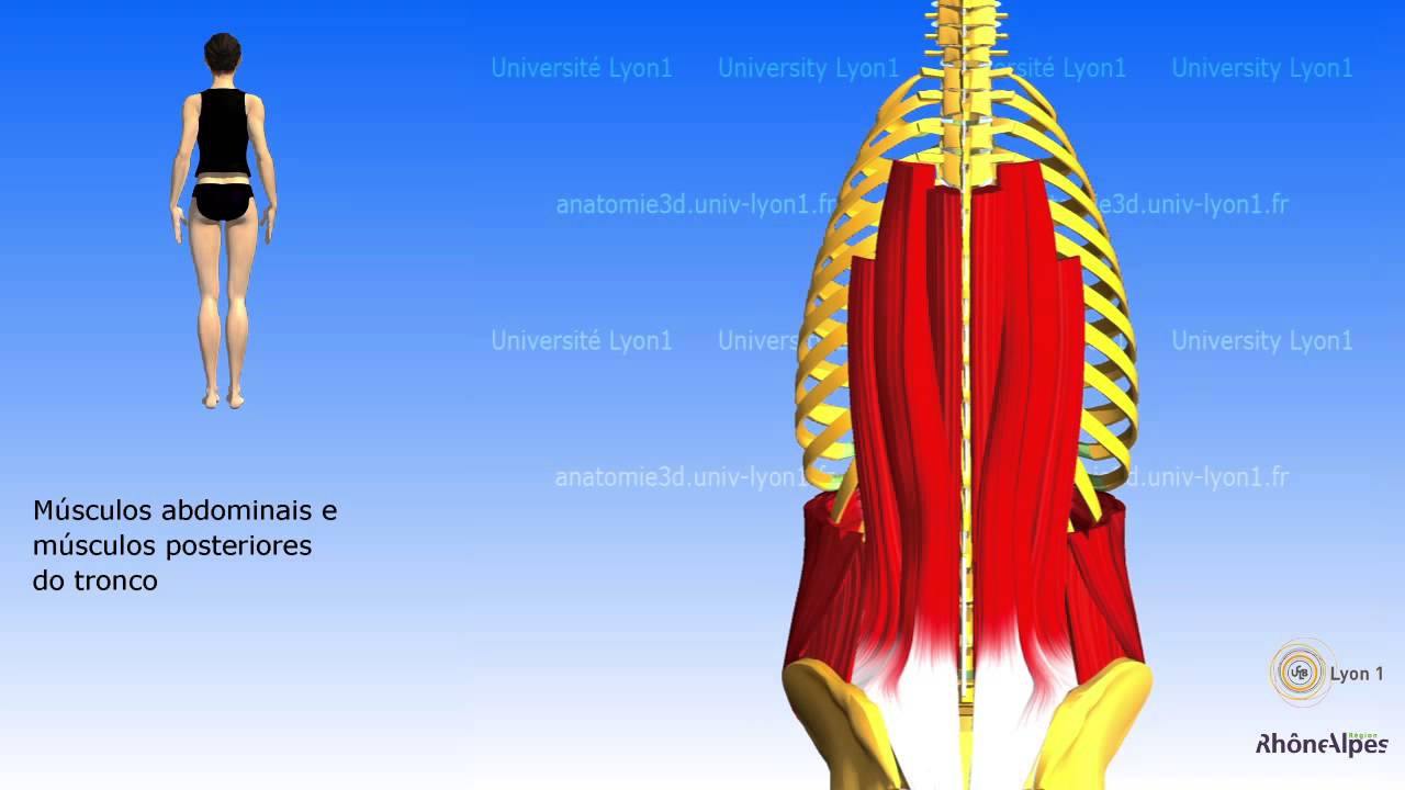 As funções dos músculos posteriores do tronco - YouTube