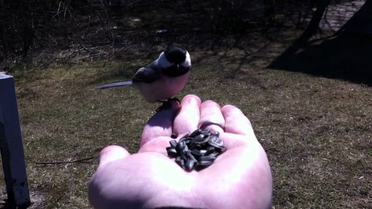 Chickadee hand feeding - YouTube