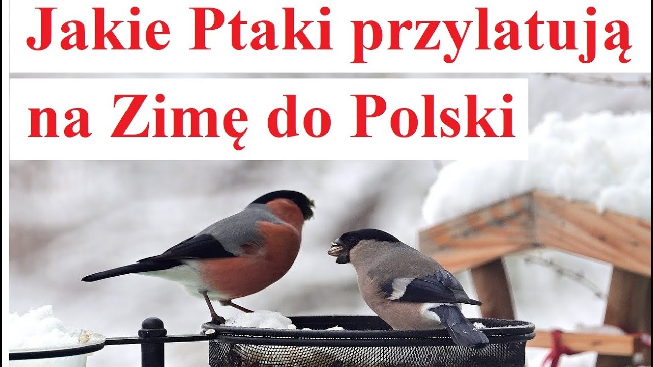 Jakie Ptaki przylatują na Zimę do Polski - YouTube