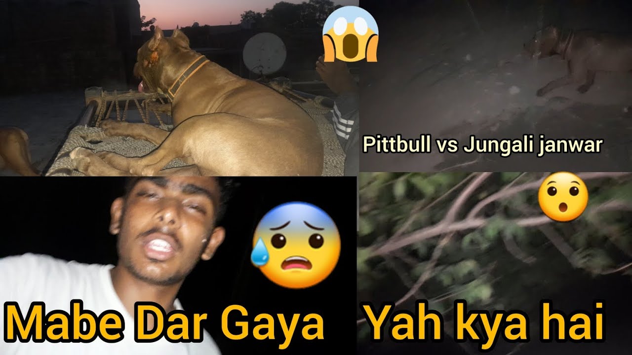 pittbull vs jungali janwar 😱 mabe dar gaya😰@faujikennel9294 ...