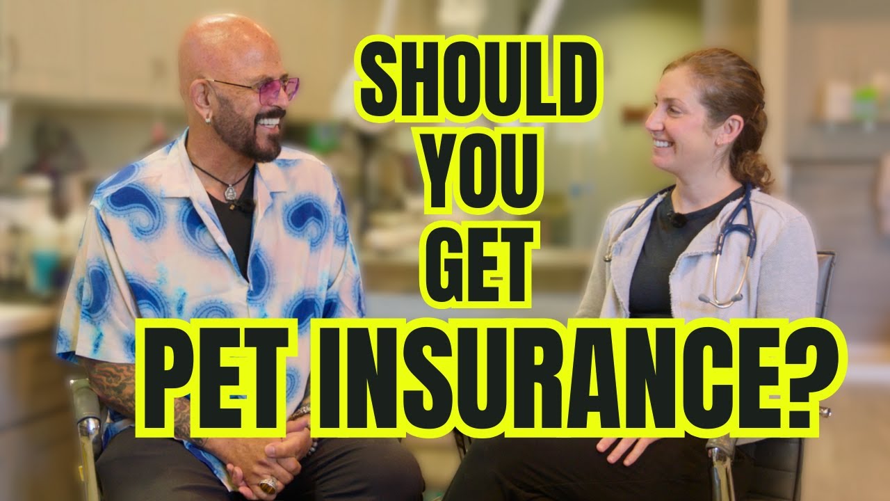 Cat Expert and Veterinarian Discuss Pet Insurance: Is It Worth It ...