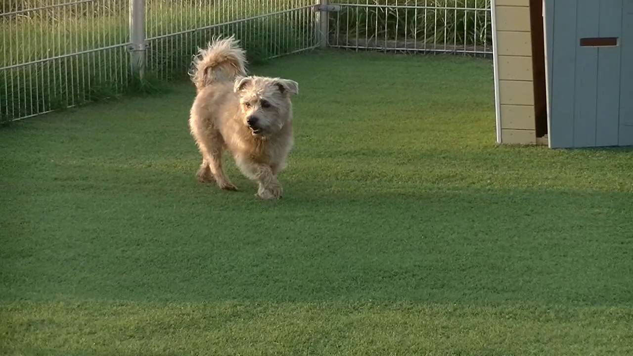 Little Dogs - Hondenpension Joy - YouTube