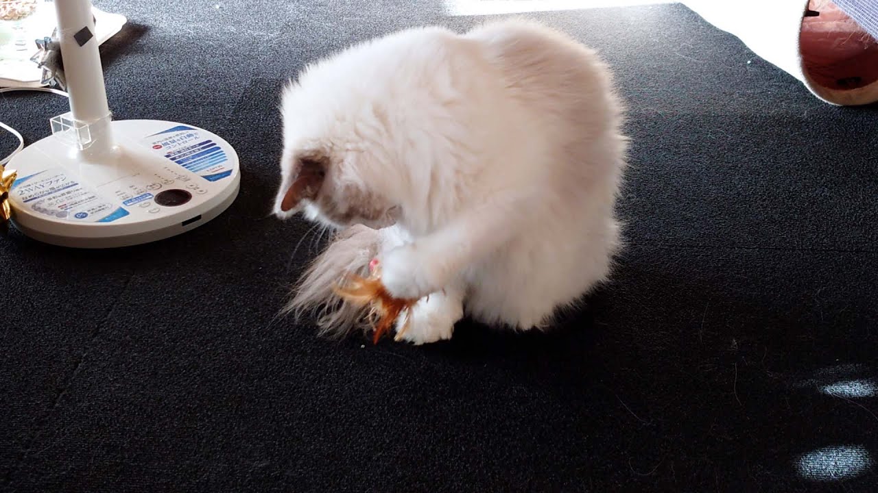 羽根遊びの仕草が可愛いね♪モフ猫 Ruuニャン[Ragdoll Cat Ruu]Cute Cat's Playing♪ I love ...