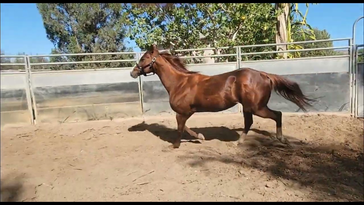 Lovely Chestnut OTTB Stallion - YouTube