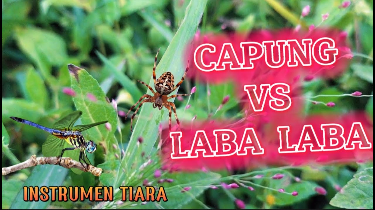 CAPUNG VS LABA LABA // instrumen biola tiara - YouTube
