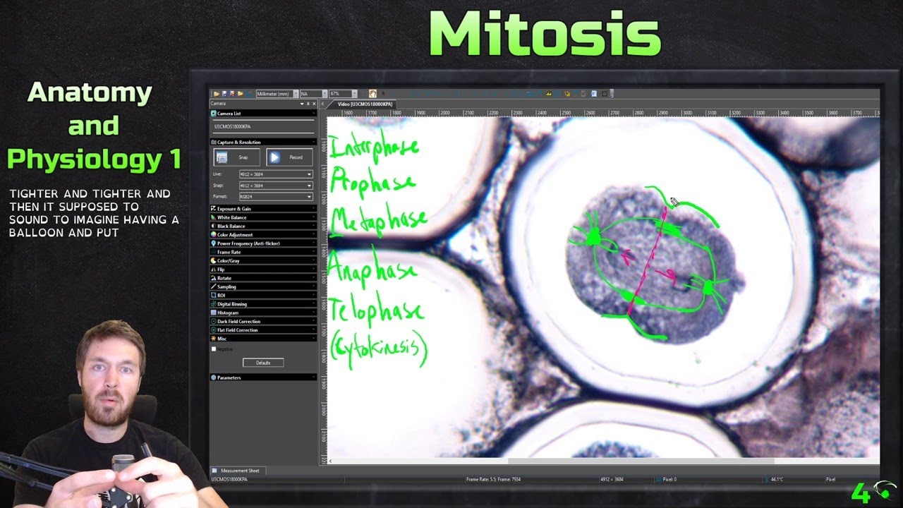 Phases of Mitosis and Meiosis in the Ascaris Roundworm - Anatomy and ...