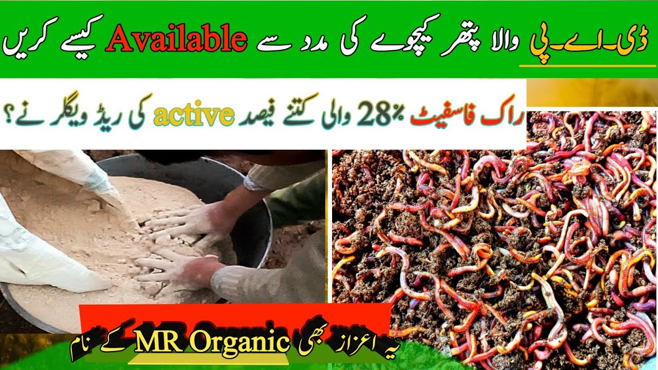 How to do Rock Phosphate in the Availabl Form | DAP khad taiyar Karne ...