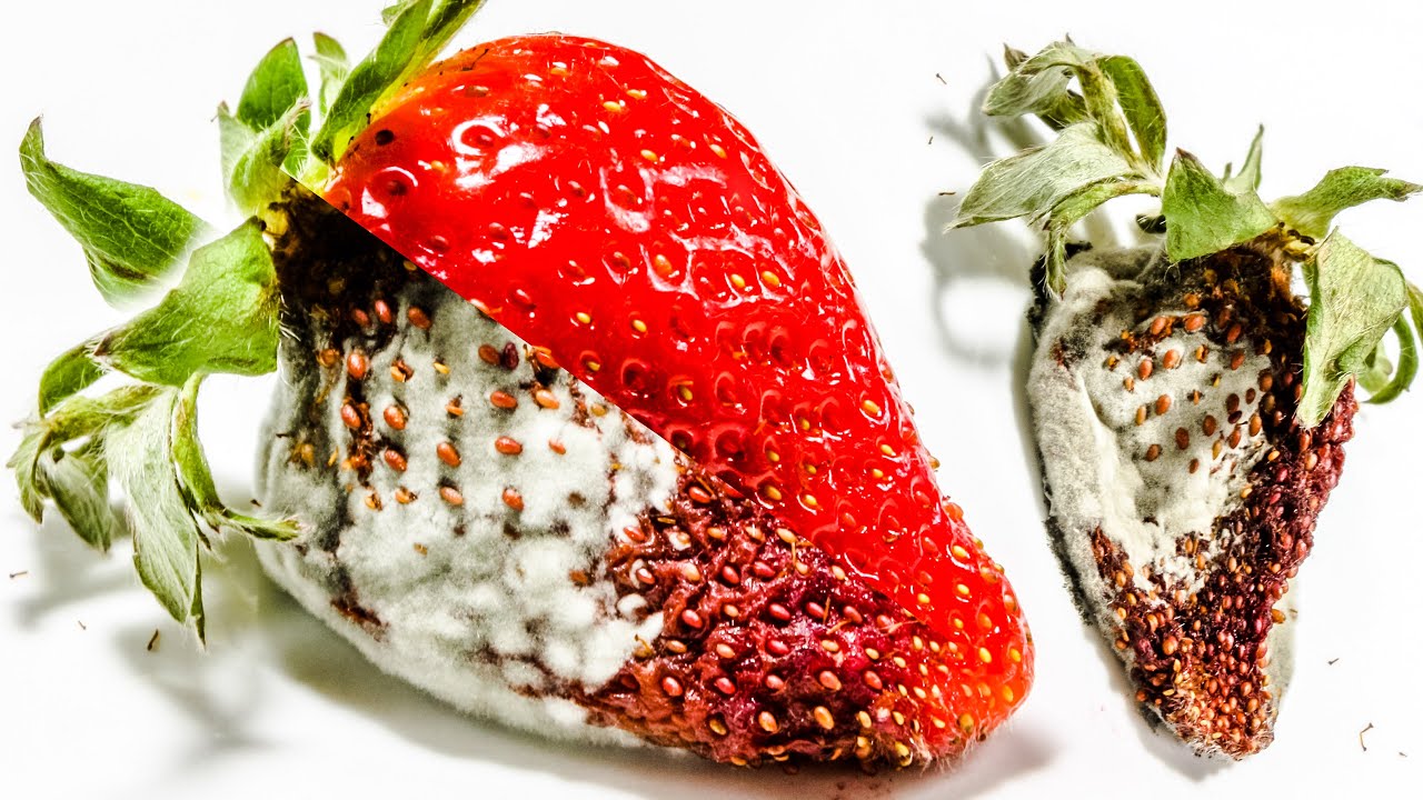 Strawberry Rotting in 14 Days Time Lapse - YouTube