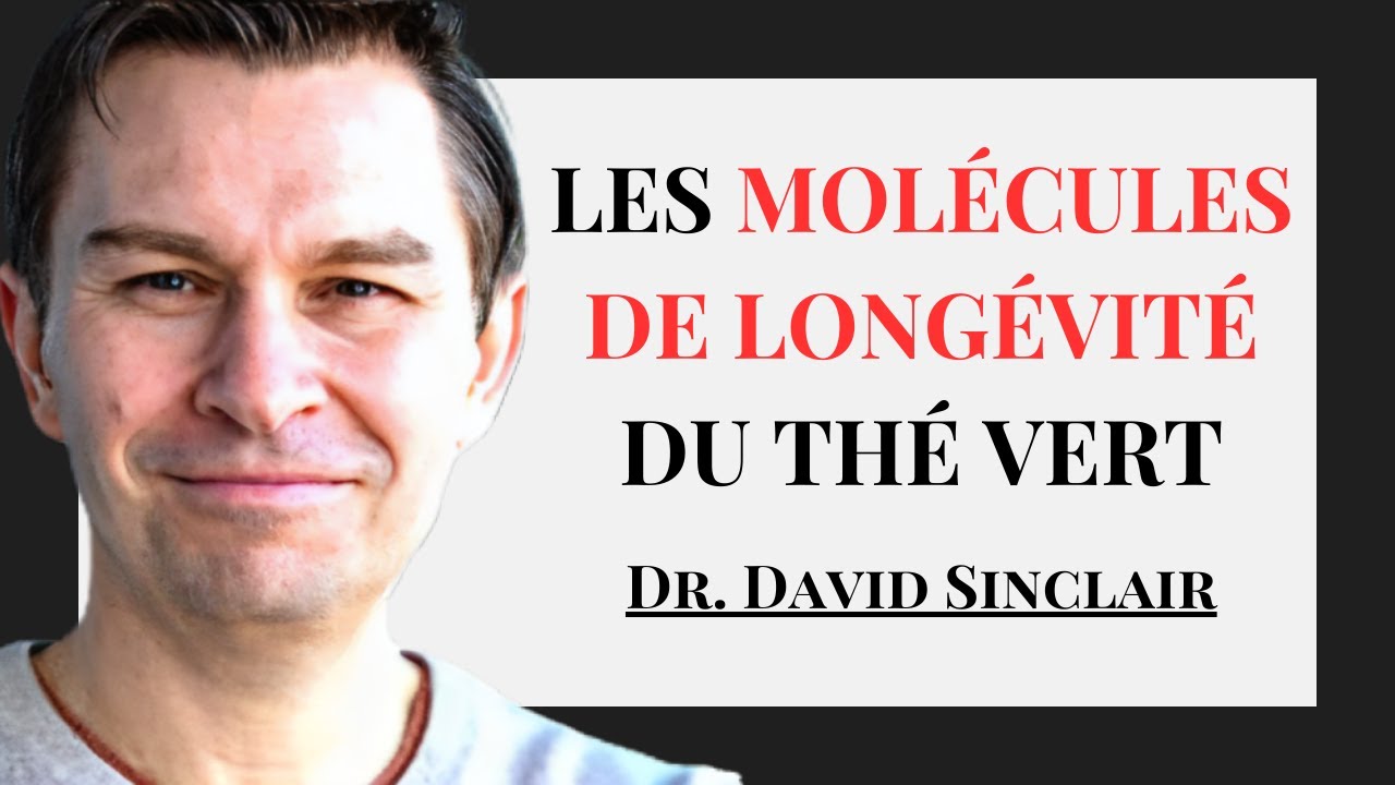 Comment le Thé Vert Contribue à la Longévité | Dr. David Sinclair - YouTube