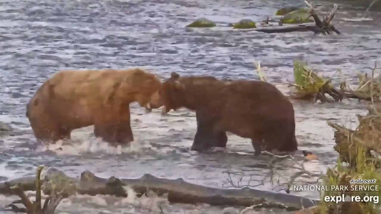 Katmai Bears 7-8-25. Bear S (Back Scar Bear) Shows Dominance Over #856 ...