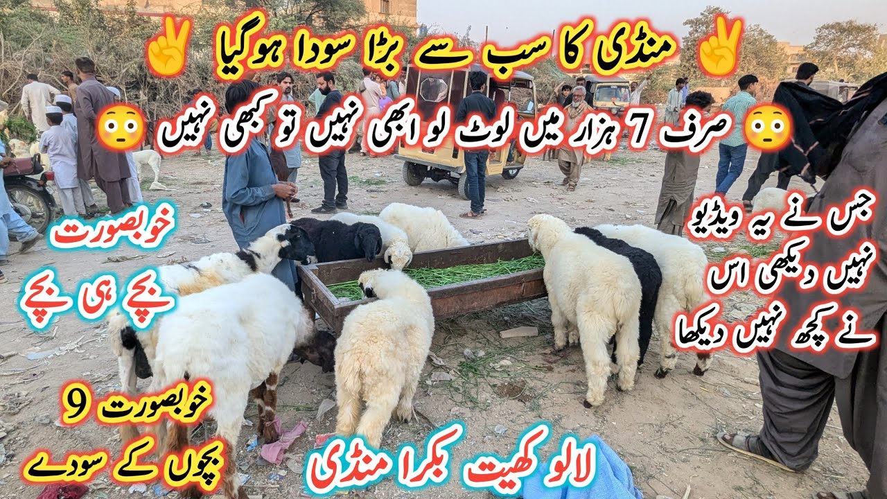 Lalukhet Bakra Mandi Latest Update l Larkana Dumba Baby l Bakri k ...