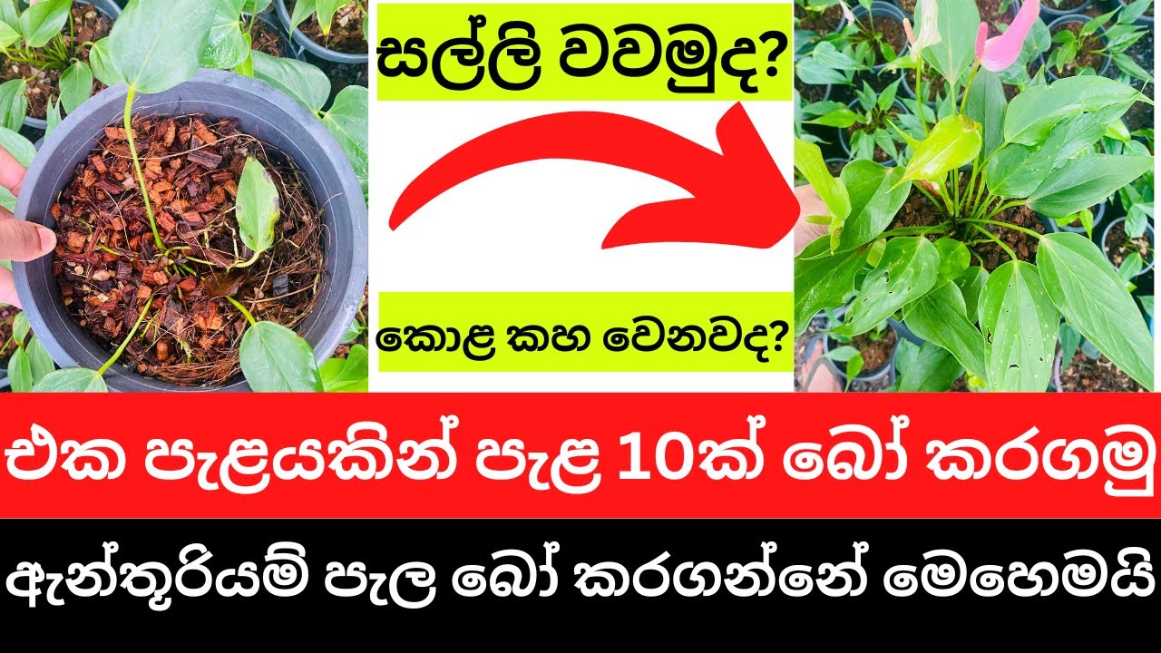 ඇන්තූරියම් එක පැළයකින් පැළ 10ක් බෝ කරගන්නේ මෙහෙමයි Anthurium Business