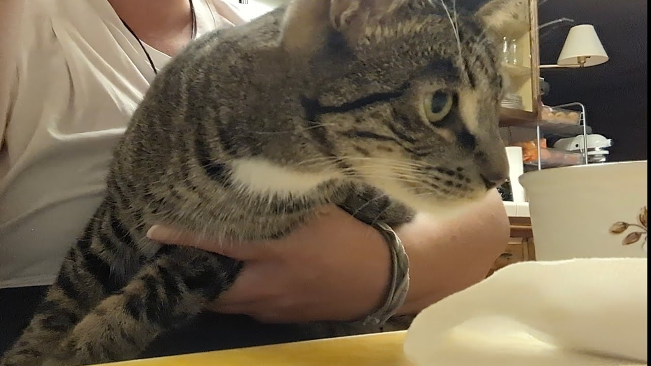 this cat has such good manners - YouTube