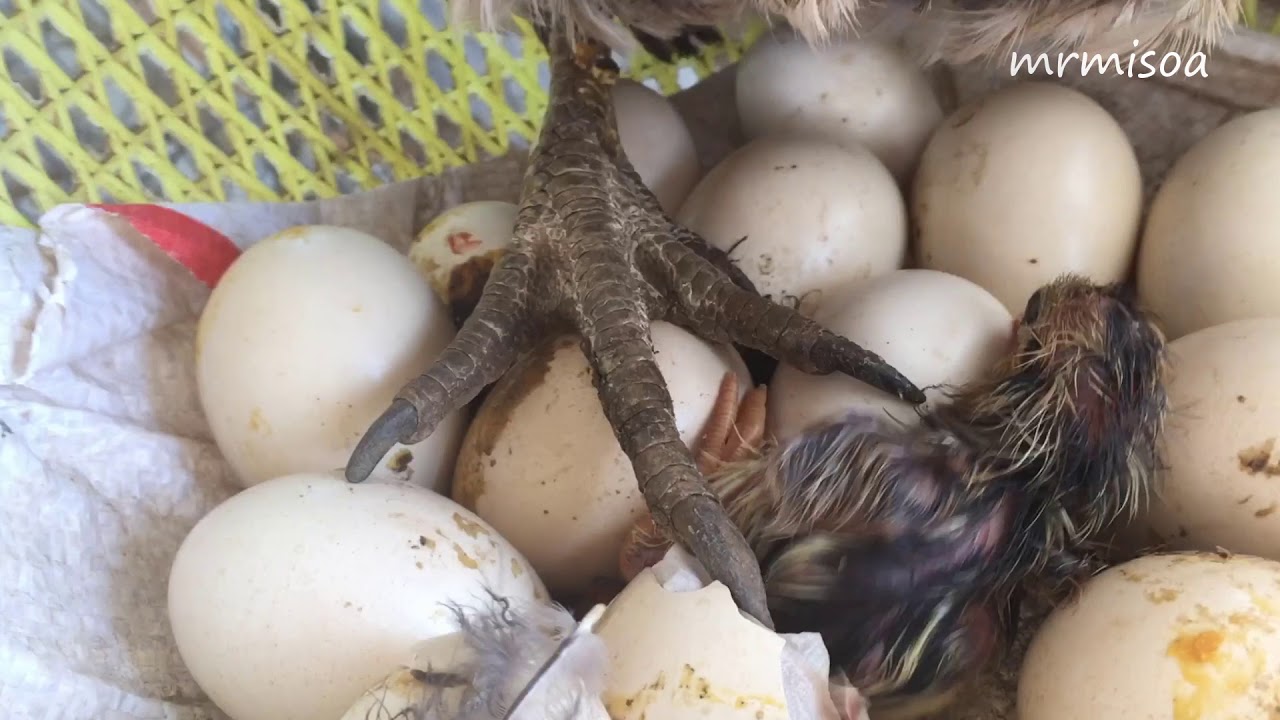 Baby chicks & hen | baby chickens hatching out of eggs after 21 days ...