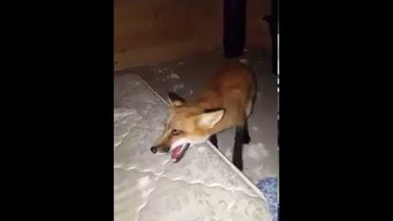 What Did the Fox Destroy? || ViralHog - YouTube