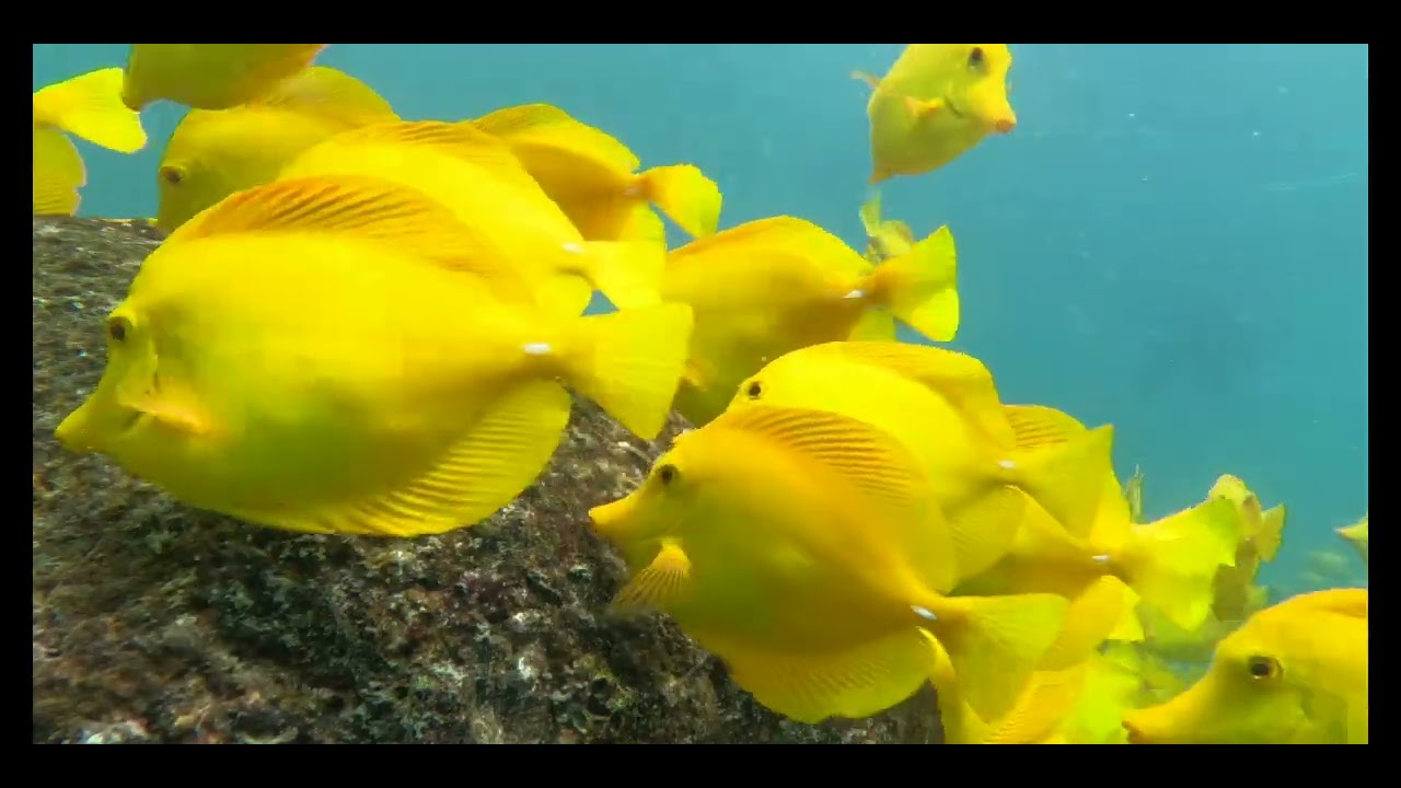 Coral Reef Fish Yellow