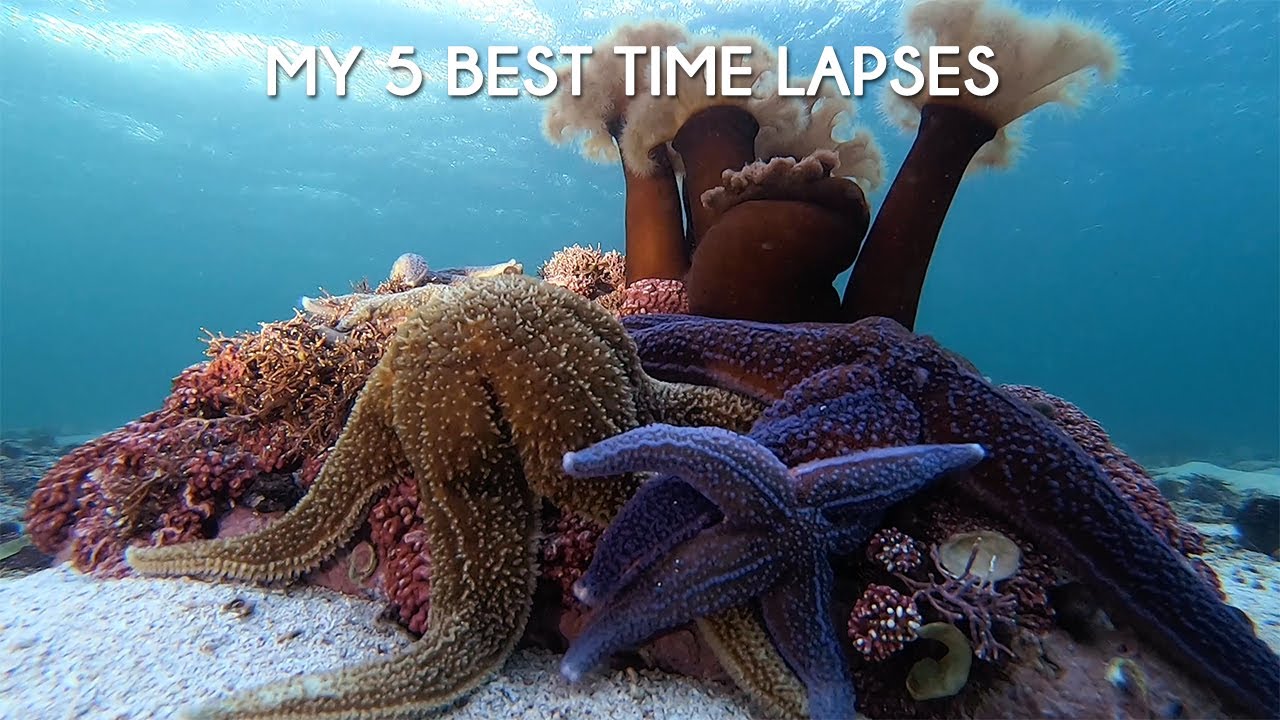 My BEST TIME LAPSES in 4K | Underwater time lapses | Fungi time lapses ...