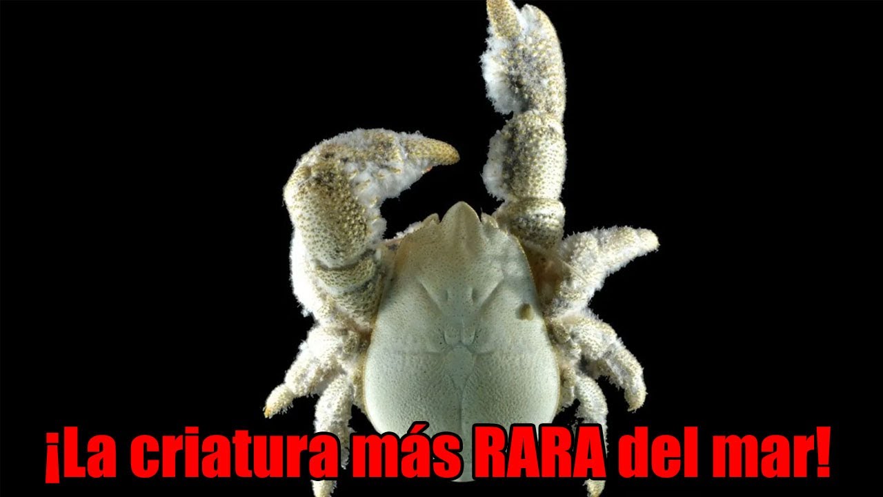 Cangrejo Yeti: Todo Sobre este Crustáceo que Parece Ser Mitológico ...
